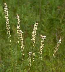 Big Eastern: EOTP Species, Aletris Farinosa