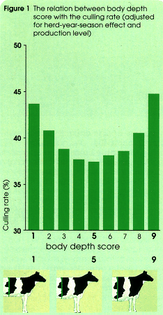 Classification: body depth