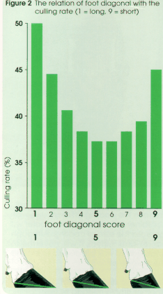 Classification: foot diagonal
