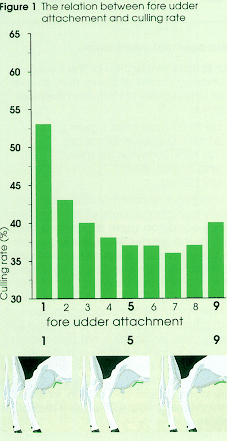 Classification: fore udder